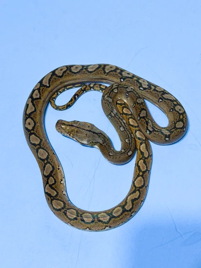 Motley Reticulated Python by Hagerstown Scales & Tails