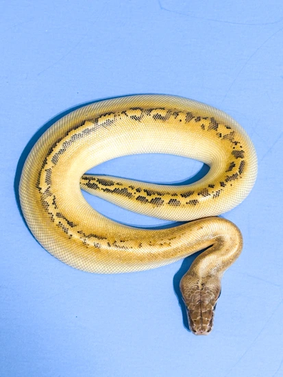 Ivory Blood Python (Small Kink) by Hagerstown Scales & Tails