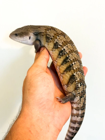 Northern Blue Tongue Skink Northern Blue-Tongued Skink by Hagerstown ...