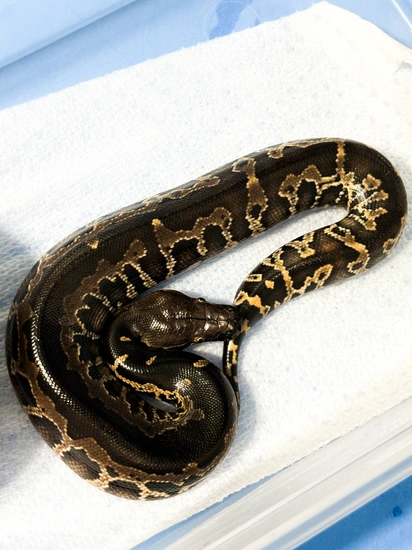 Black Head Sumatran Sumatran Short-Tailed Python by Hagerstown Scales ...