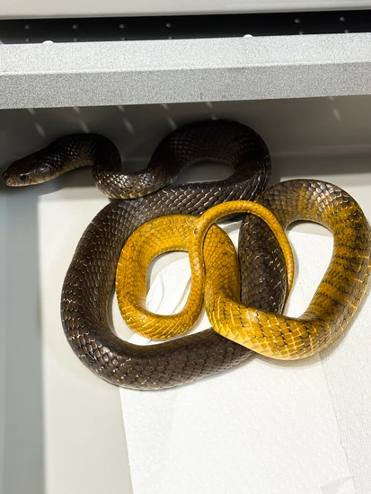 Yellow Tailed Cribo Cribo & Indigo Snakes by Hagerstown Scales & Tails