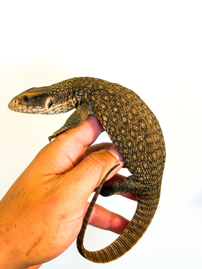 Savannah Monitor Lizard by Hagerstown Scales & Tails