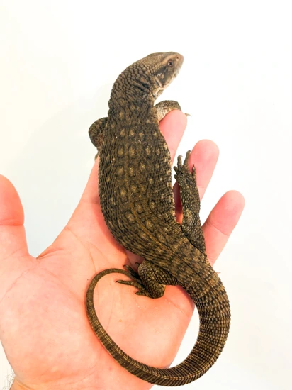 Savannah Monitor Lizard by Hagerstown Scales & Tails