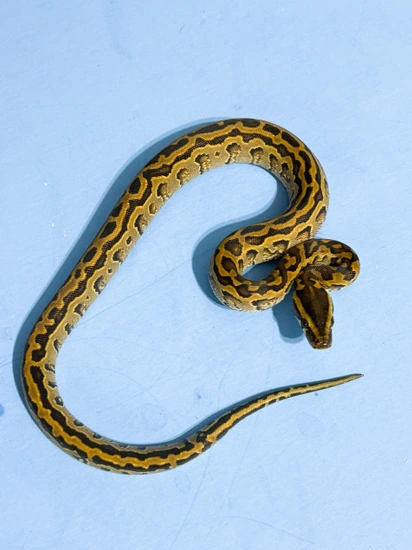 African Rock Python ( Het Patternless ) by Hagerstown Scales & Tails