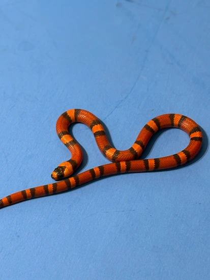 Tangerine Honduran Honduran Milk Snake by Hagerstown Scales & Tails