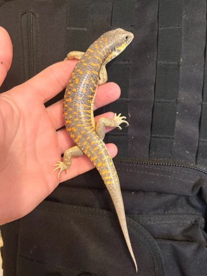 Schneider’s Skink More Skink by Hagerstown Scales & Tails