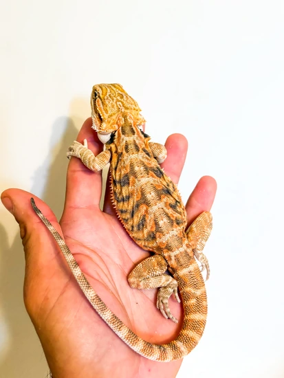 Red Blue Bar Leather Back Bearded Dragon Central Bearded Dragon by ...
