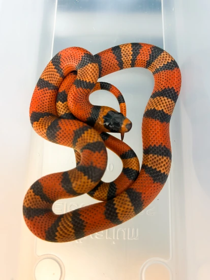 Tangerine Honduran Milk Snake by Hagerstown Scales & Tails
