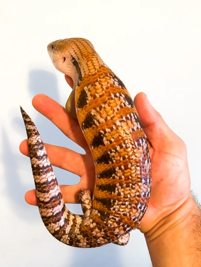 Northern Blue Tongue Skink 🔥🔥 Northern Blue-Tongued Skink by Hagerstown ...