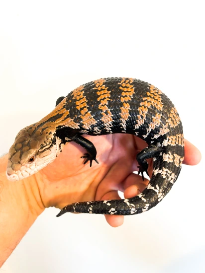 Halmahera Blue Tongue Skink Halmahera Blue-Tongued Skink by Hagerstown ...