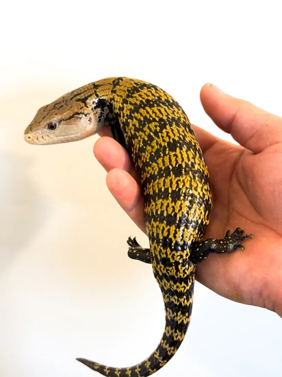 Halmahera Blue Tongue Skink Halmahera Blue-Tongued Skink by Hagerstown ...