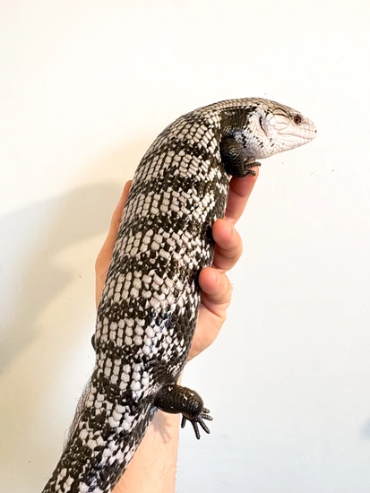 Halmahera Blue Tongue Skink ( Giant!!!) Halmahera Blue-Tongued Skink by ...