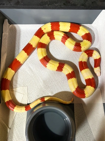 Albino Honduran Milk Snake by Hagerstown Scales & Tails