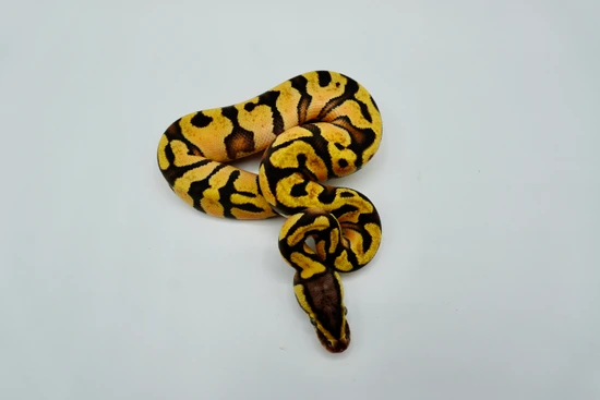 Firefly Enchi Het Piebald Ball Python by Mountain Man Constrictors LLC