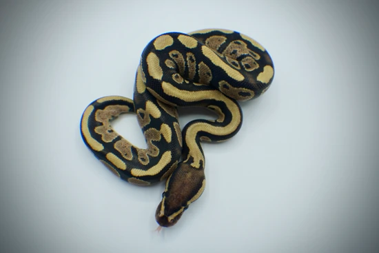Fire Het Clown Ball Python by Mountain Man Constrictors LLC