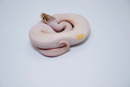 Super Pastel Freeway/Super Asphalt/Road Rage Pied Ball Python by ...