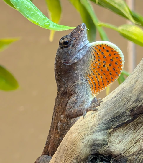 Proven Male Red Anole, Anolis Sagrei by Janna's Tiny Terras