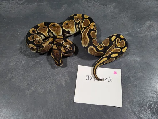 Orange Dream Wookie Ball Python by Hall's Balls & Exotics