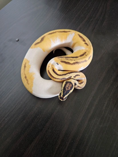 Firefly Pied Ball Python by Hamby exotics