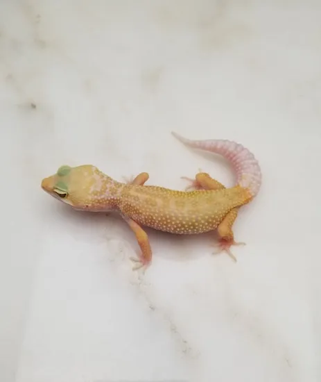 Murphy Patternless Tremper Albino Leopard Gecko by Morph Addicts