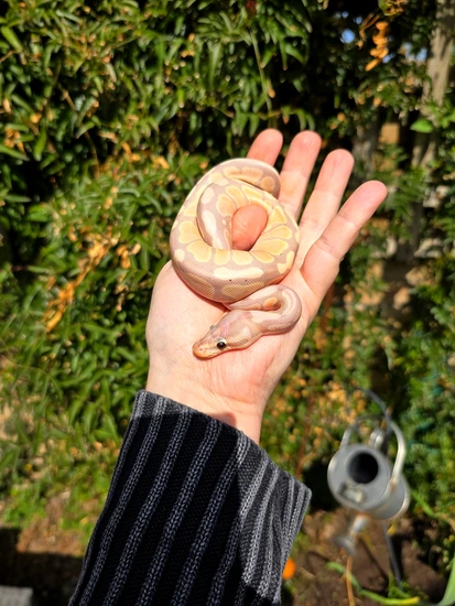 Banana Pastel Fire Orange Dream 50% Het Pied Ball Python by Cold ...