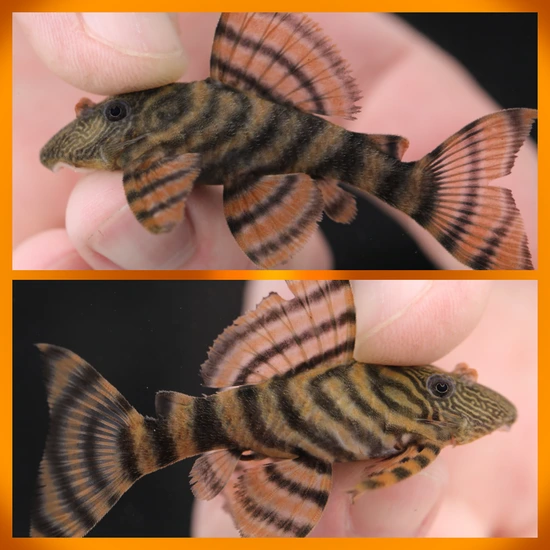 Rare Breeding Pair Of L397 Alenquer Tiger Plecos L Series Pleco by ...