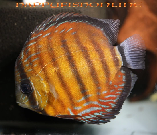 Gorgeous Red Cuipeua Discus - Alenquer! Red/orange! by Happyfishonline