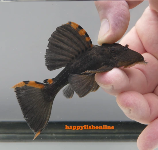 L091 Three Beacon Plecos! Super Cool! Med 8-10 Cm L Series Pleco by ...