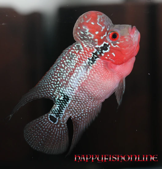 Red Kamfa Flowerhorn Cichlid! You Get The Actual Fish! 4 Inch Asian by ...
