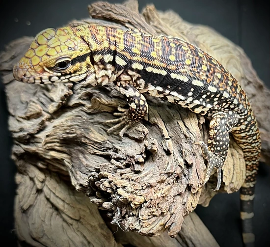 Ruby Reign 50% Het Snow Argentine Tegus by Harbor Exotics