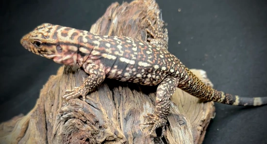 Ruby Reign 50% Het Snow Argentine Tegus by Harbor Exotics