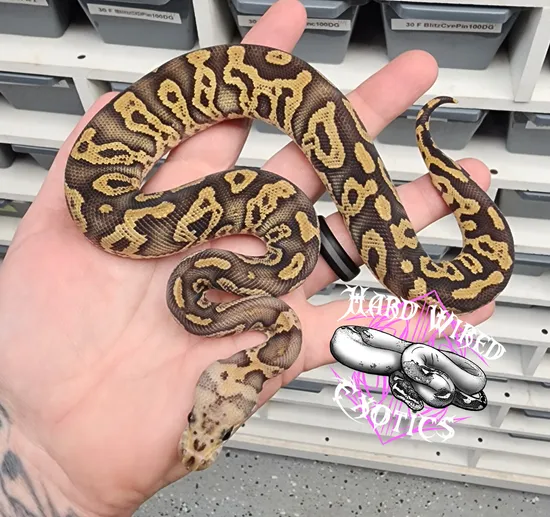 Acid Black Pastel Fire Clown Ball Python by Hard Wired Exotics