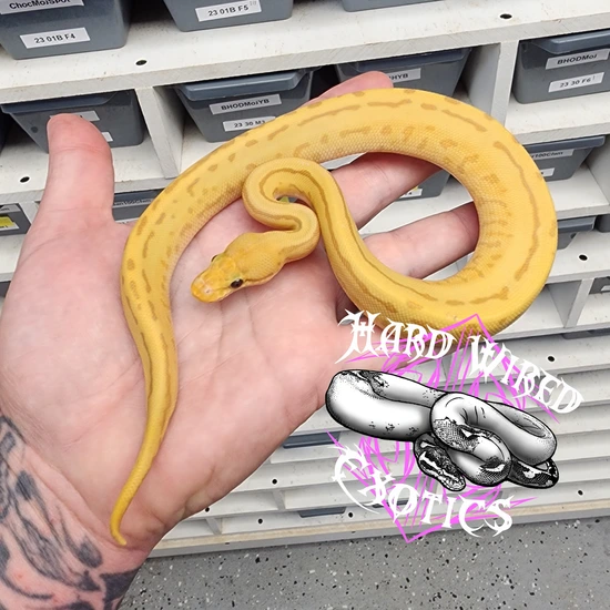 Banana Pin Leopard Het Pied Het VPi Axanthic Ball Python by Hard Wired ...
