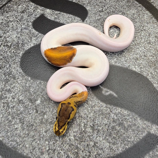 Black Pastel Pin Pied Ball Python by Hard Wired Exotics