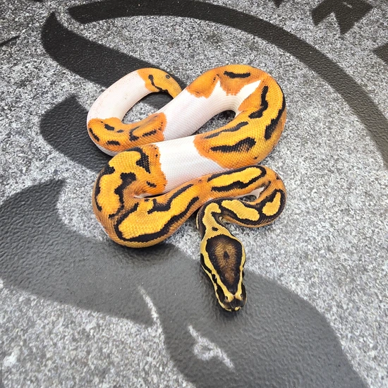 Scrambler Pied Het Hypo (With Emoji) Ball Python by Hard Wired Exotics