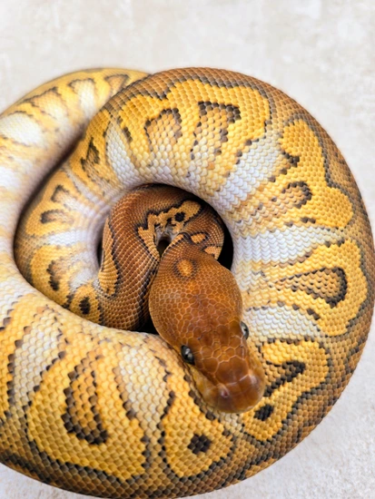 Mahogany Special Clown Ball Python by Gulf Coast Exotics