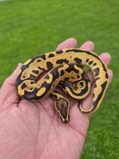 HI OD Leopard Fire Ball Python by Gulf Coast Exotics