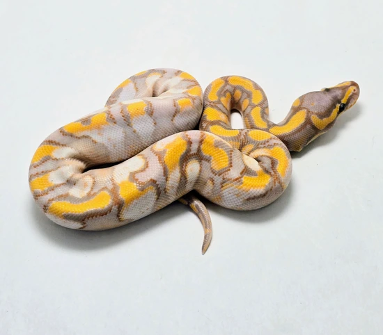 Pastel Banana Calico OD YB Ball Python by Gulf Coast Exotics