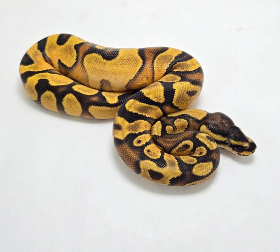 Enchi OD YB Ball Python by Gulf Coast Exotics