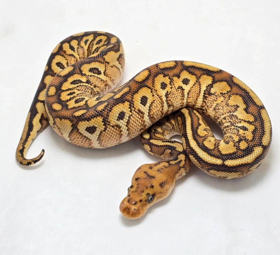 Mahogany Special Spotnose Clown Ball Python by Gulf Coast Exotics