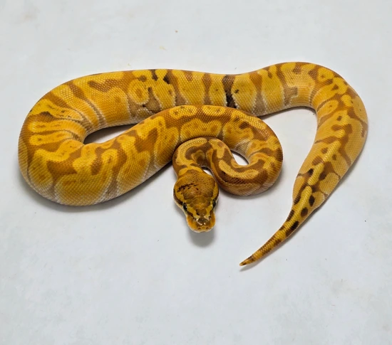 Sunset Enchi Orange Dream Desert Ghost Ball Python by Gulf Coast Exotics