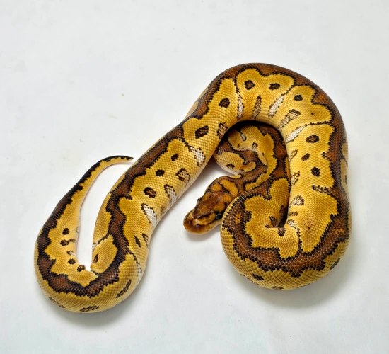 Special Clown Ball Python by Gulf Coast Exotics