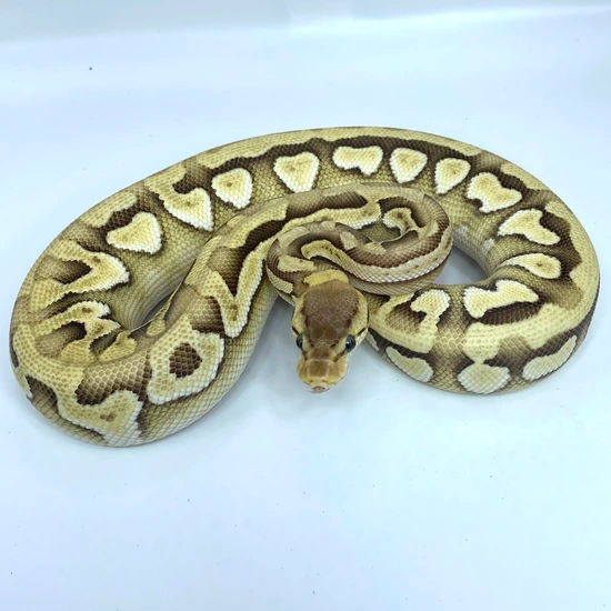 Pastel Mojave Puzzle Ball Python by Royal Canvas Exotics