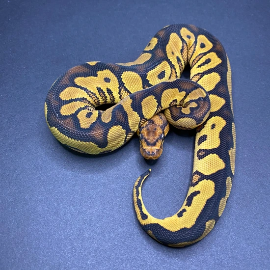 Yellowbelly Vanilla Clown 66% Het Desert Ghost Ball Python by Royal Canvas Exotics