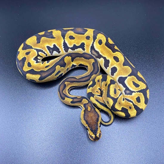 Pastel Puzzle Ball Python by Royal Canvas Exotics