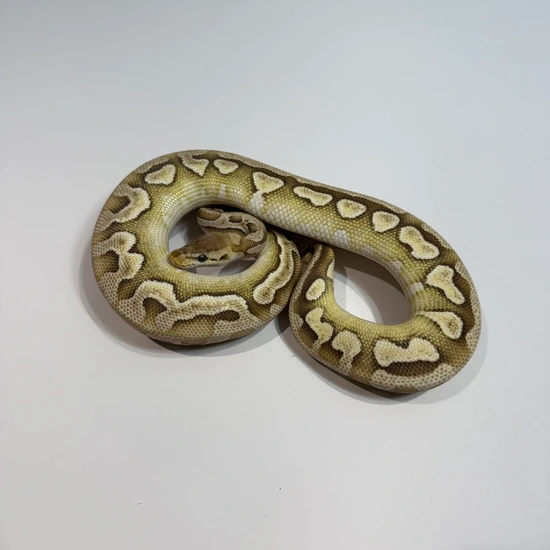 Pastel Mojave Puzzle Ball Python by Royal Canvas Exotics