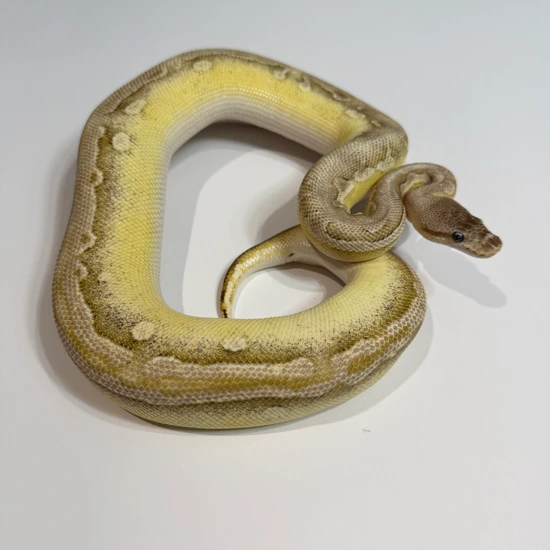 Pastel Mojave Bongo Puzzle Ball Python by Royal Canvas Exotics