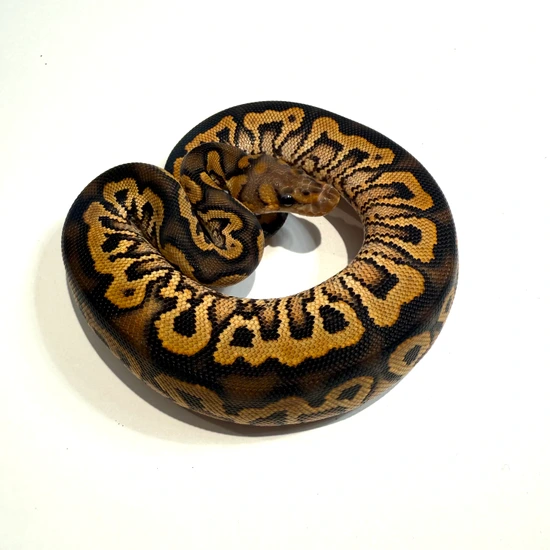 Black Pastel Fire Clown Ball Python by Royal Canvas Exotics