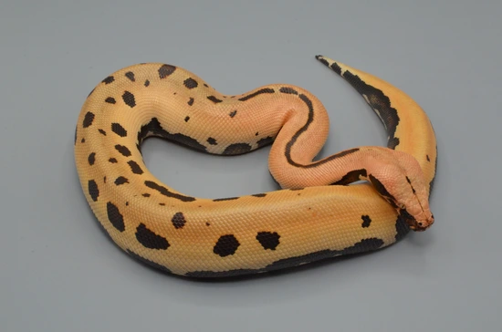 Goldeneye Pollen Blood Python by Hartman Reptiles