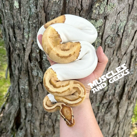 Ultramel Pied Ball Python by Muscles and Geeks Ball Pythons